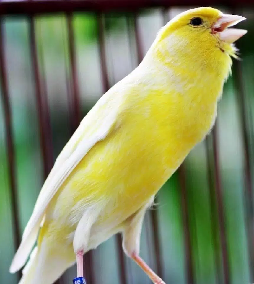 Burung Kenari F1