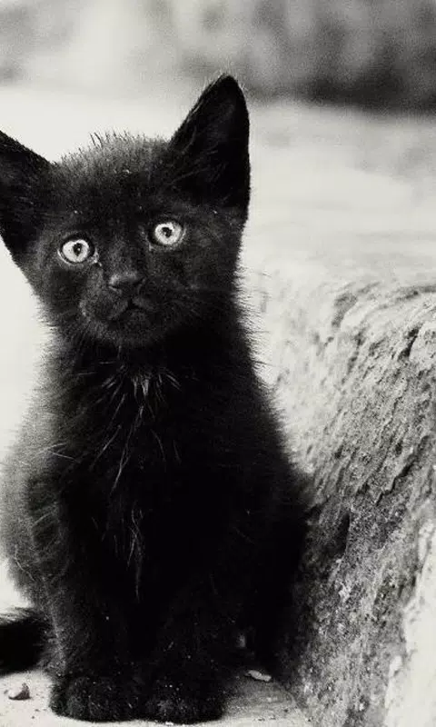 Cute Black Kitten Wallpaper