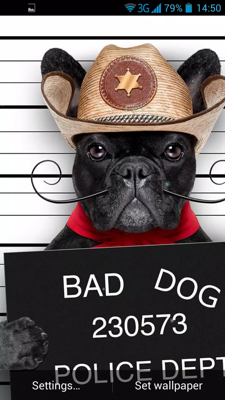 Bad Dog Wallpapers