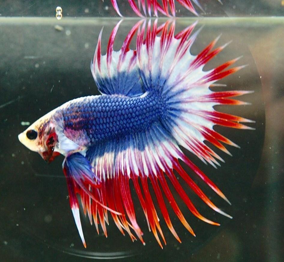 Cool Betta Fish 1001 Betta Fish Names The Ultimate List Fish Spark cool-betta-fish-1001-betta-fish-names-the-ultimate-list-fish-spark