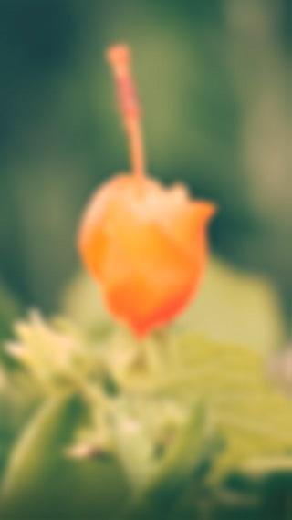 KBO Shopping Mall APK for Android Download