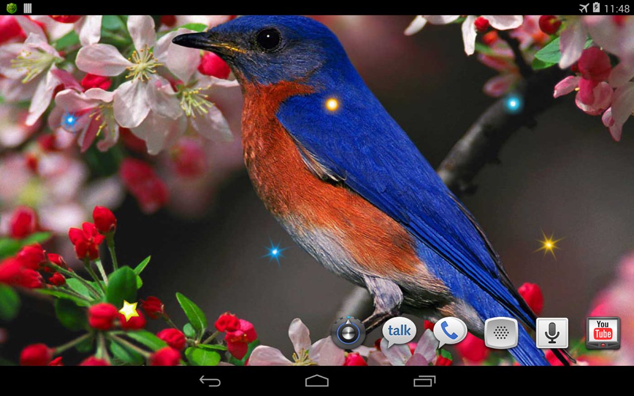 Birds Spring live wallpaper APK برای دانلود اندروید