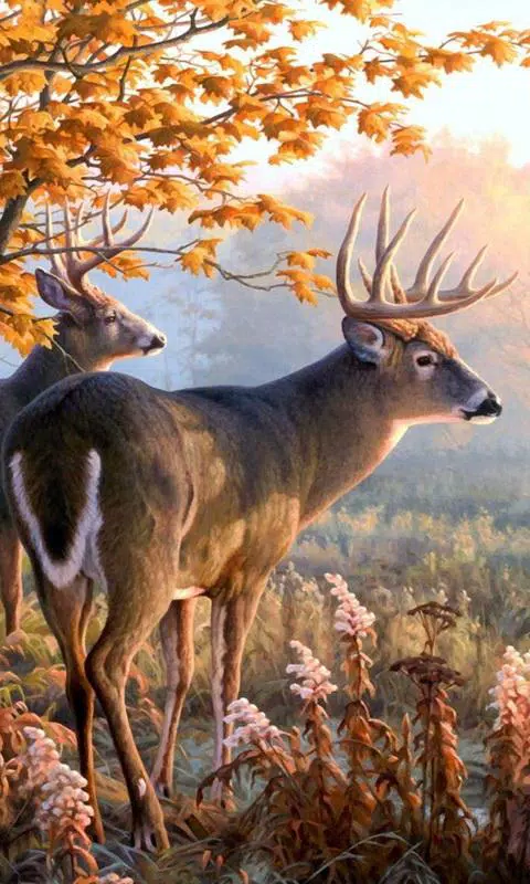Deer Hunting Wallpapers Iphone