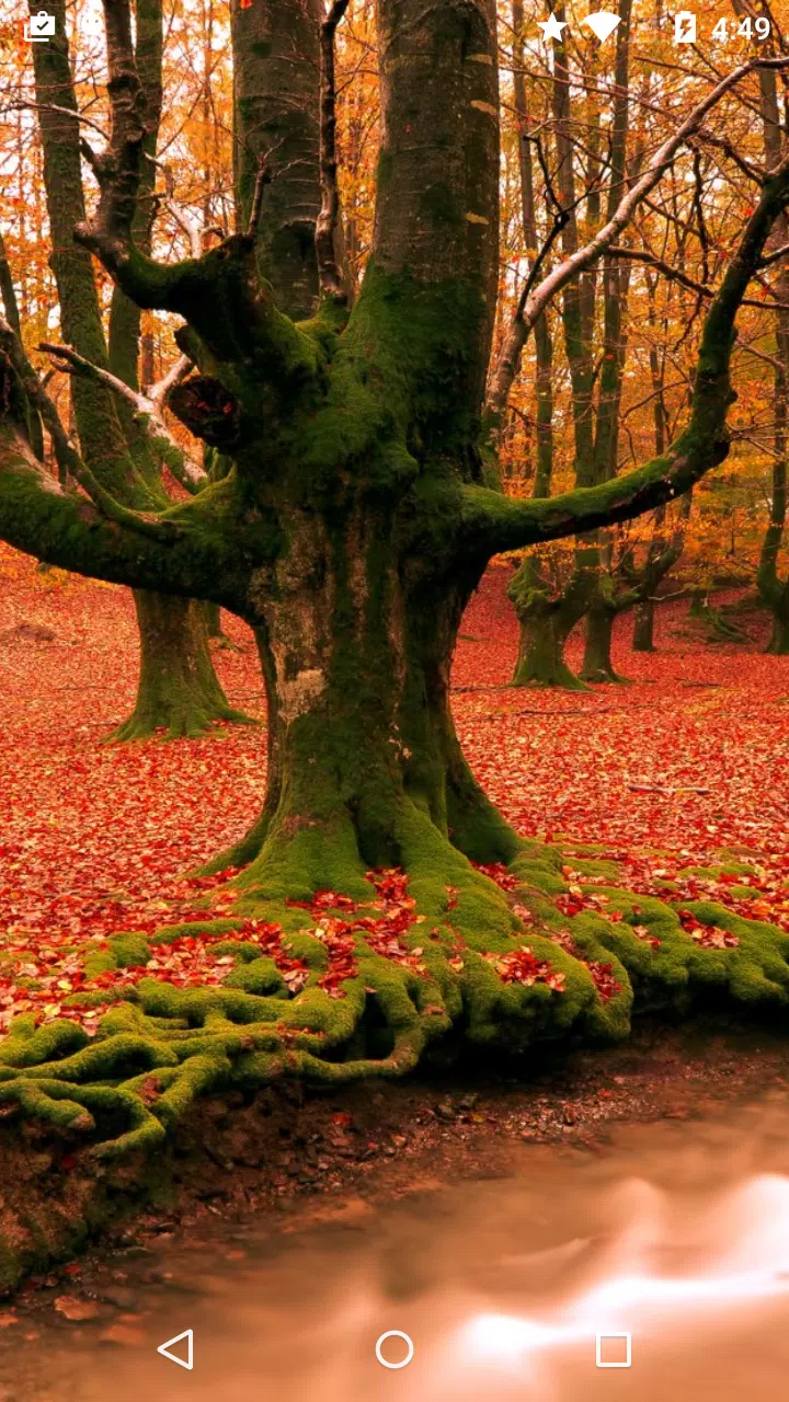 3d Autumn Season Wallpaper