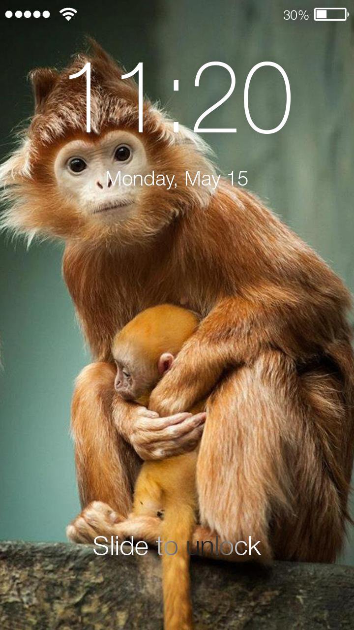 Funny Monkey 4K Screen Lock APK for Android Download