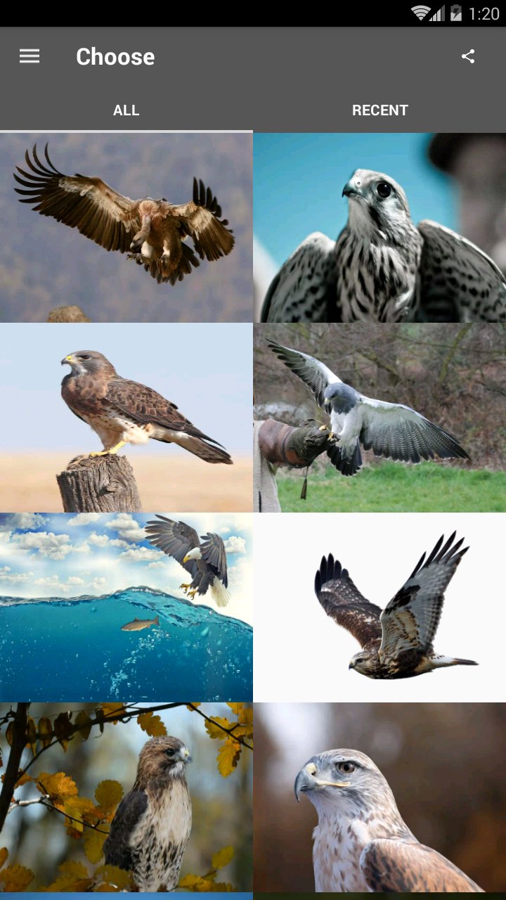 Hawk Wallpaper APK for Android Download
