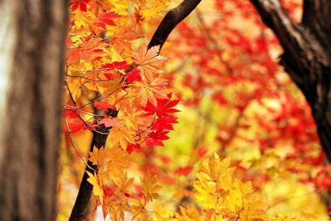 Autumn Leaves Wallpaper APK for Android Download