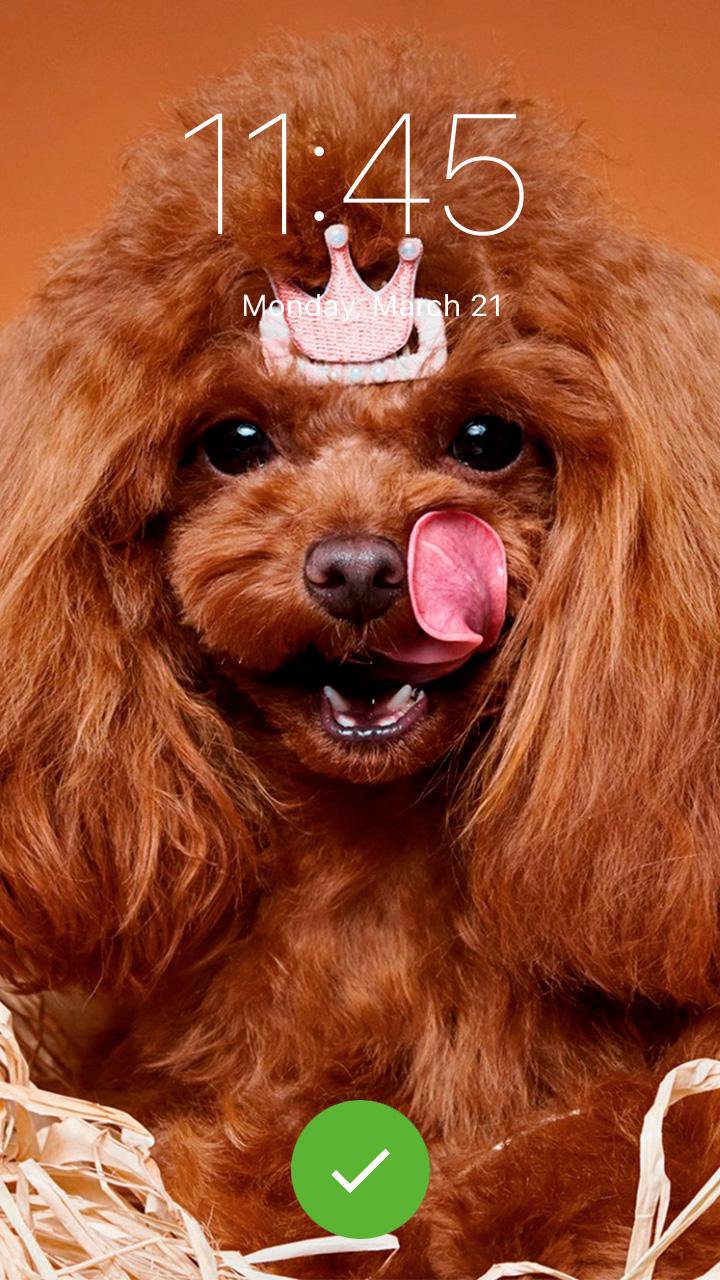 Poodle Cute Puppy Wallpaper Dog Screen Lock APK للاندرويد تنزيل