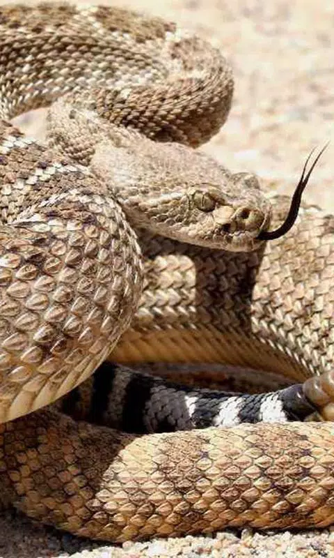 Rattlesnake Wallpaper