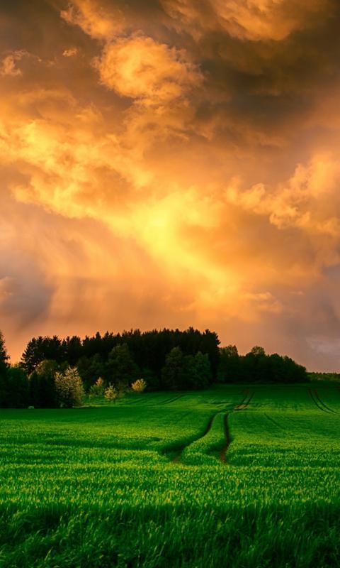 Green Grass Wallpaper Apk For Android Download