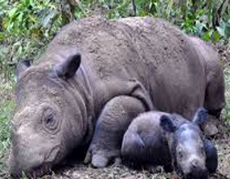 Badak Wallpaper APK untuk Unduhan Android