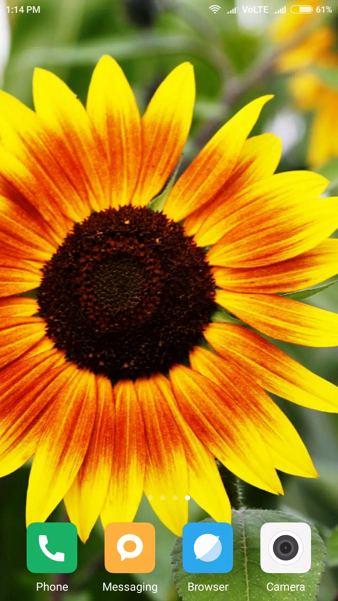 Shiny Sunflower Desktop Backgrounds