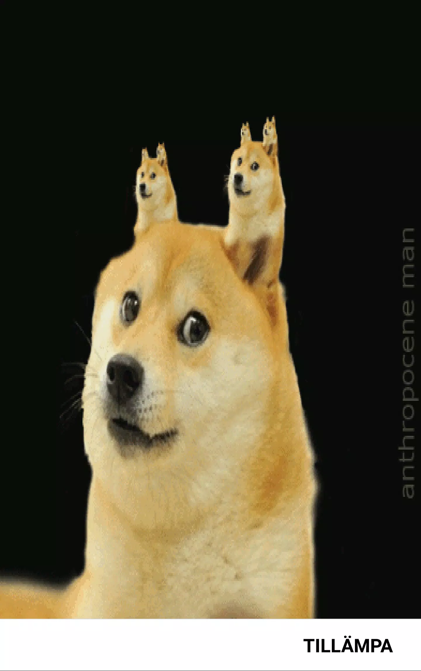 Doge Background Iphone