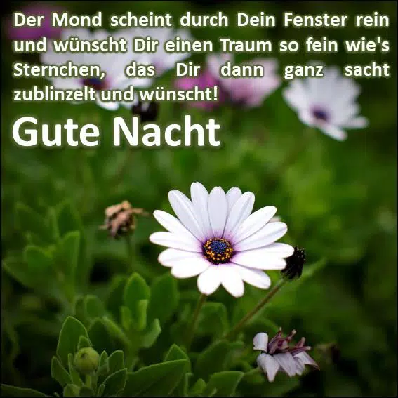 Good Night In German