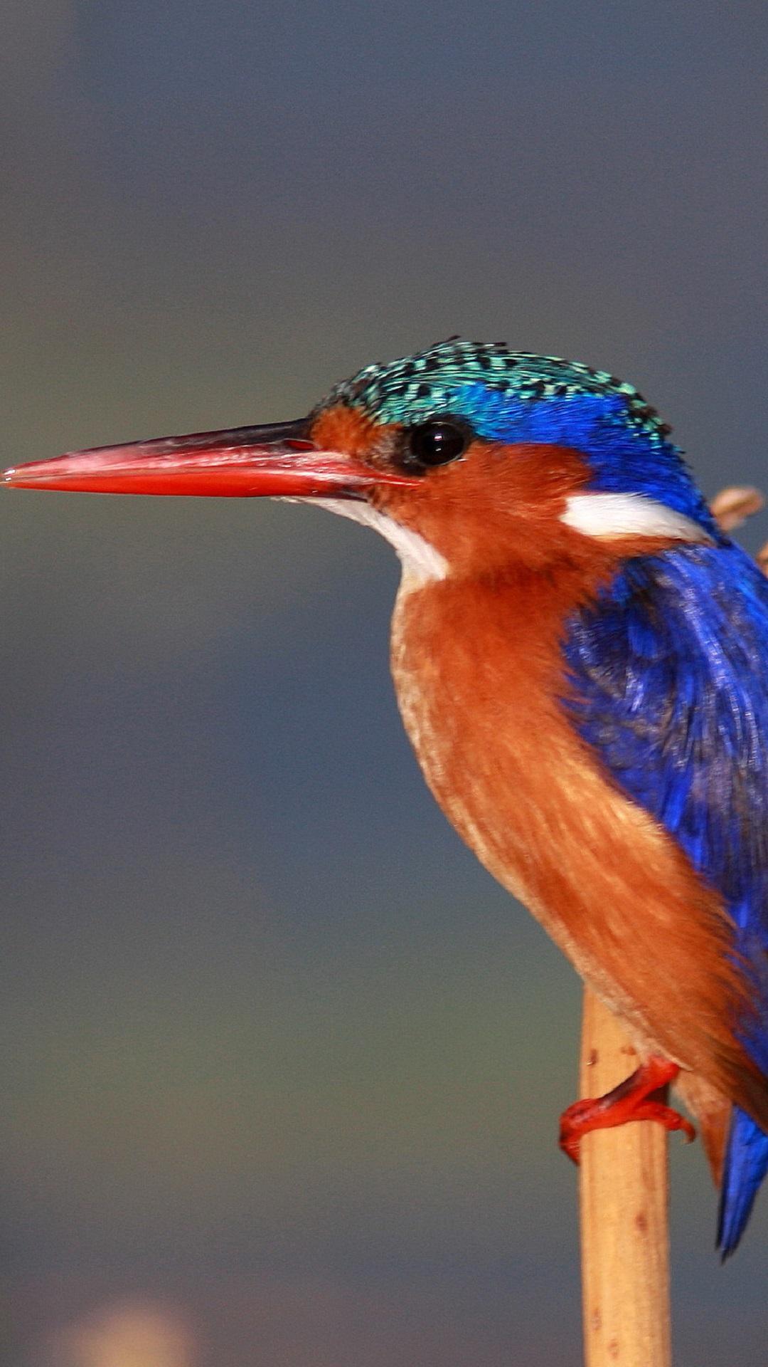 Download Do APK De Kingfisher Wallpapers HD Para Android download-do-apk-de-kingfisher-wallpapers-hd-para-android