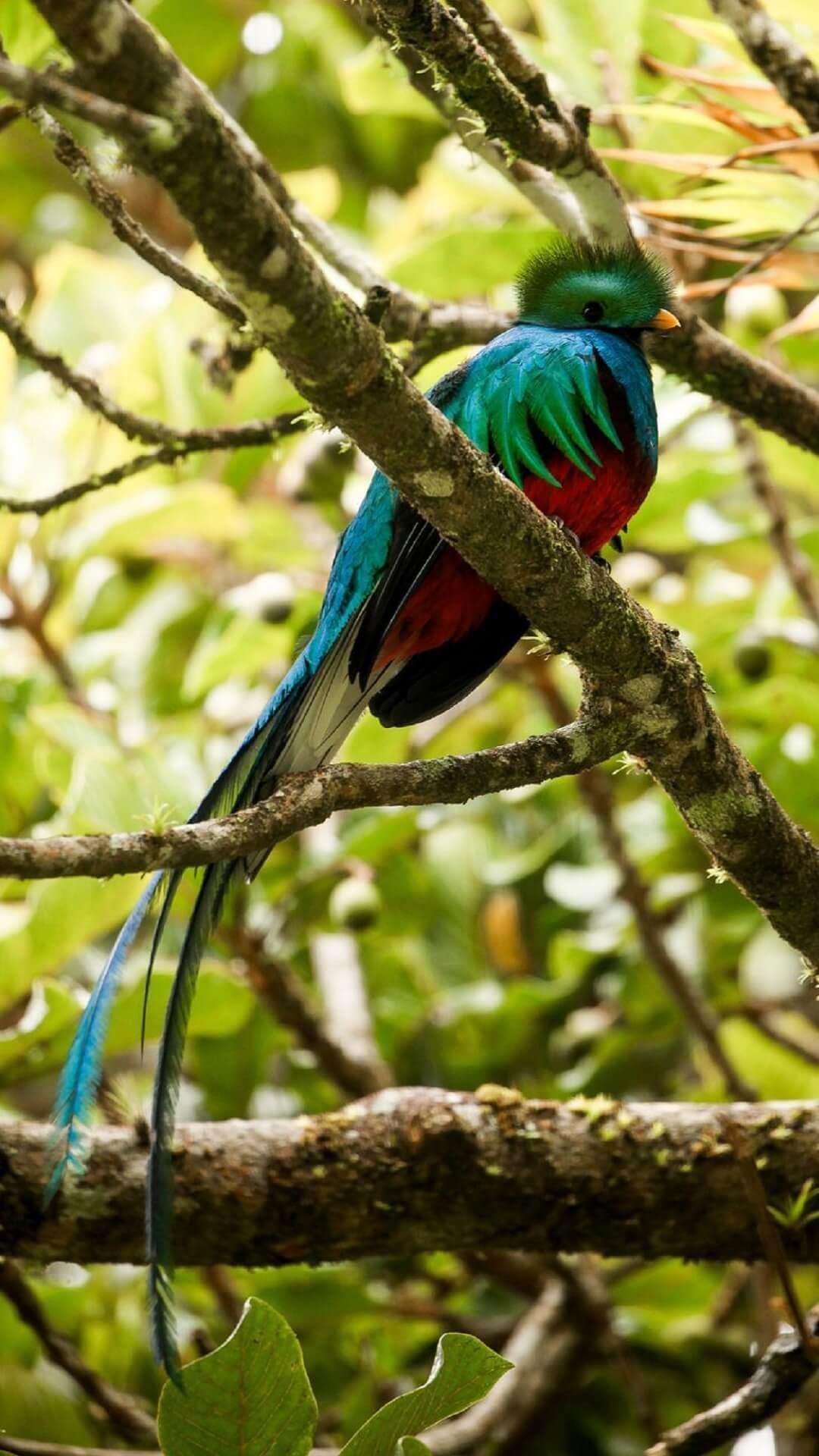 Android용 Quetzal Wallpapers HD APK 다운로드 Android용 Quetzal Wallpapers HD APK 다운로드
