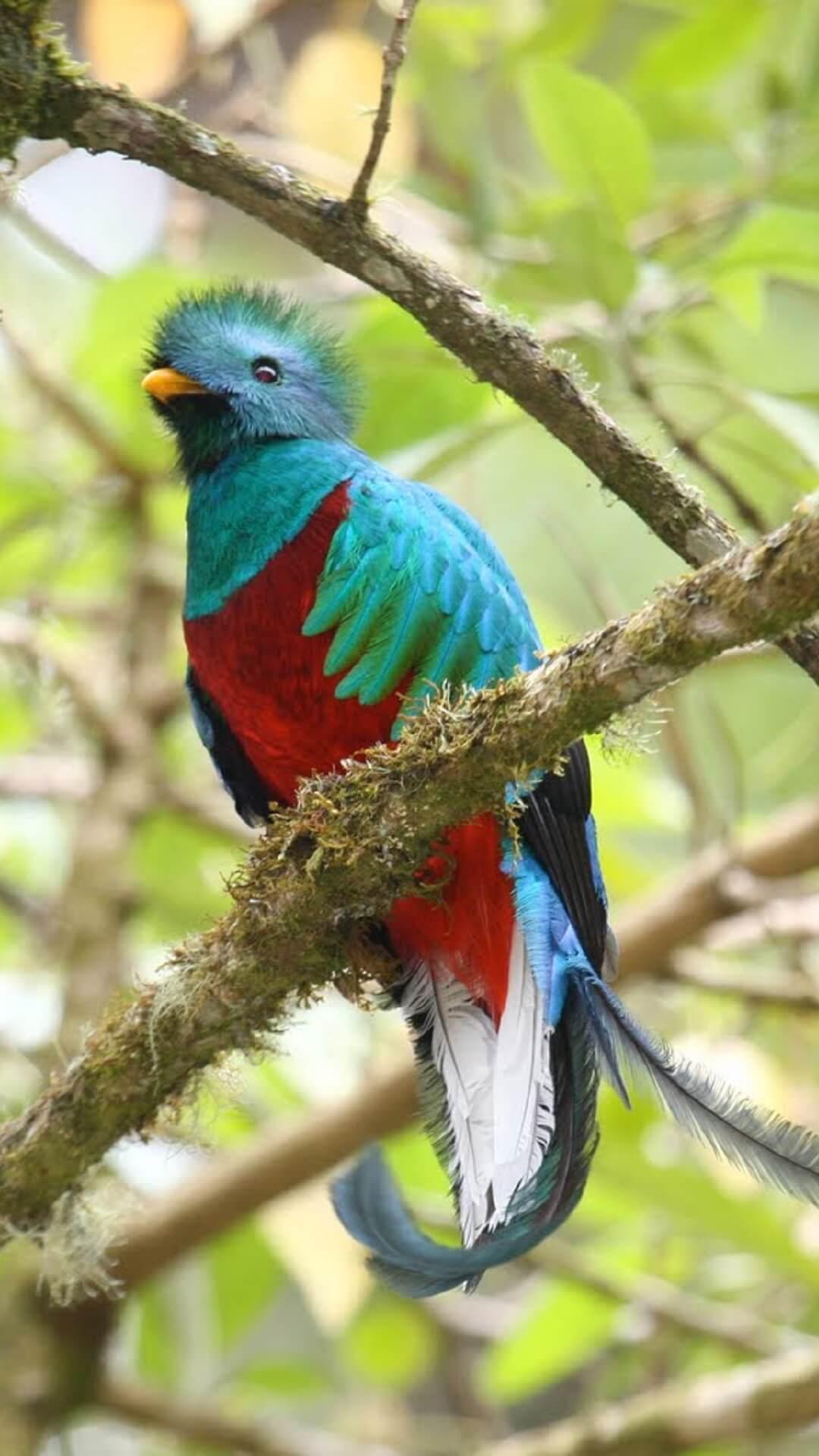 Android용 Quetzal Wallpapers HD APK 다운로드 Android용 Quetzal Wallpapers HD APK 다운로드
