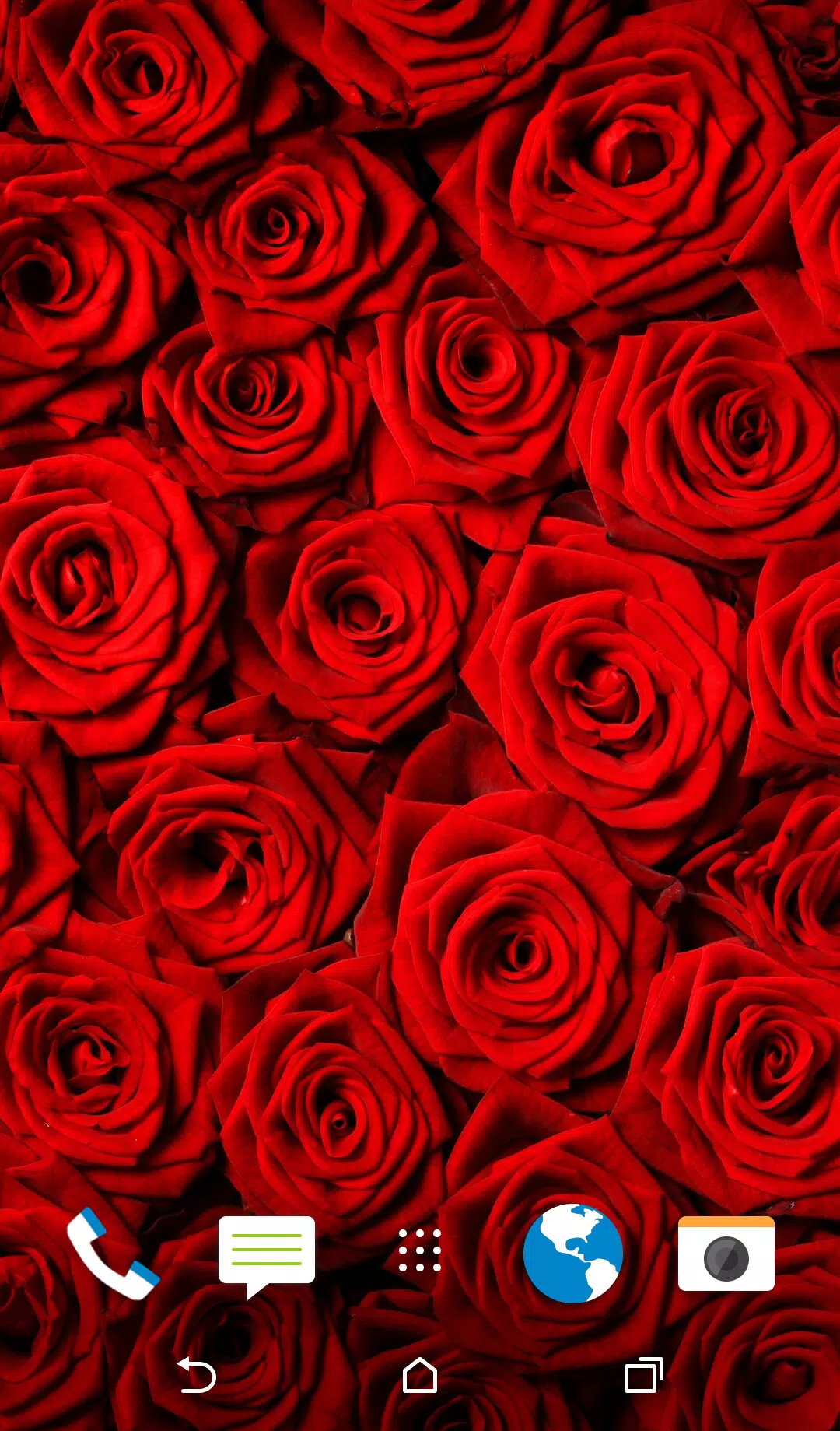 Gulab Ka Phool Wallpaper