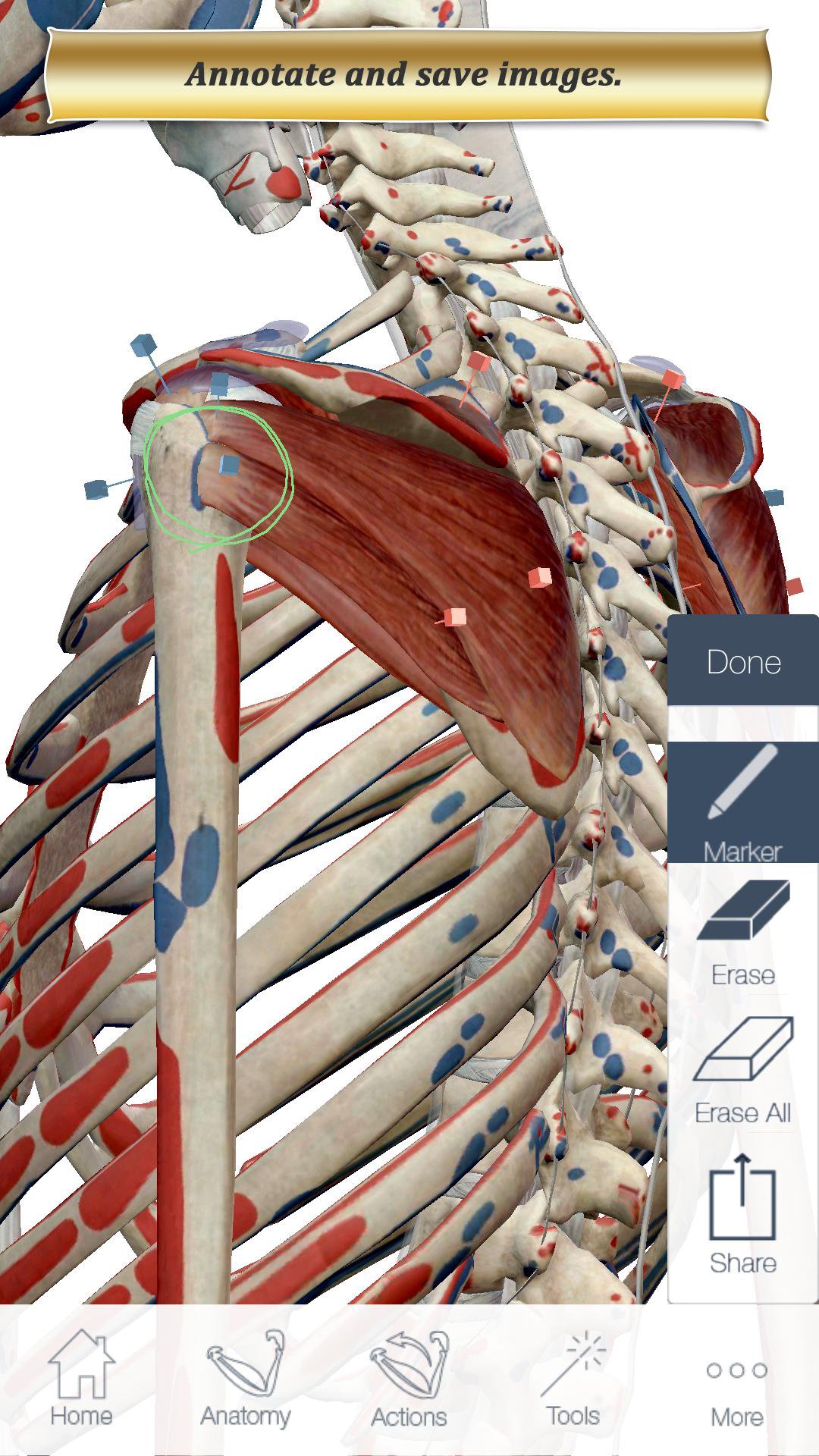 Muscle Premium APK for Android Download