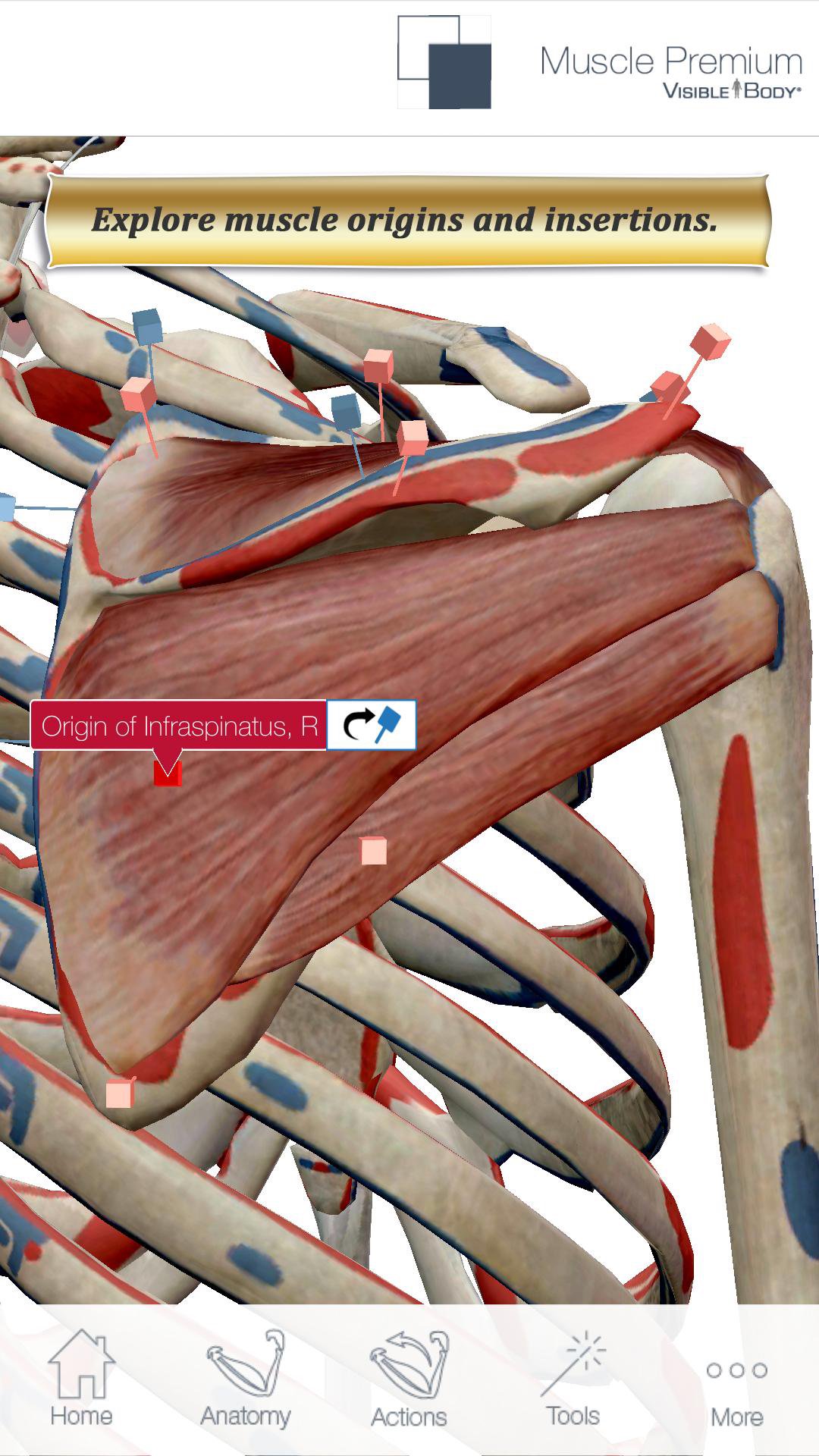 Muscle Premium APK for Android Download