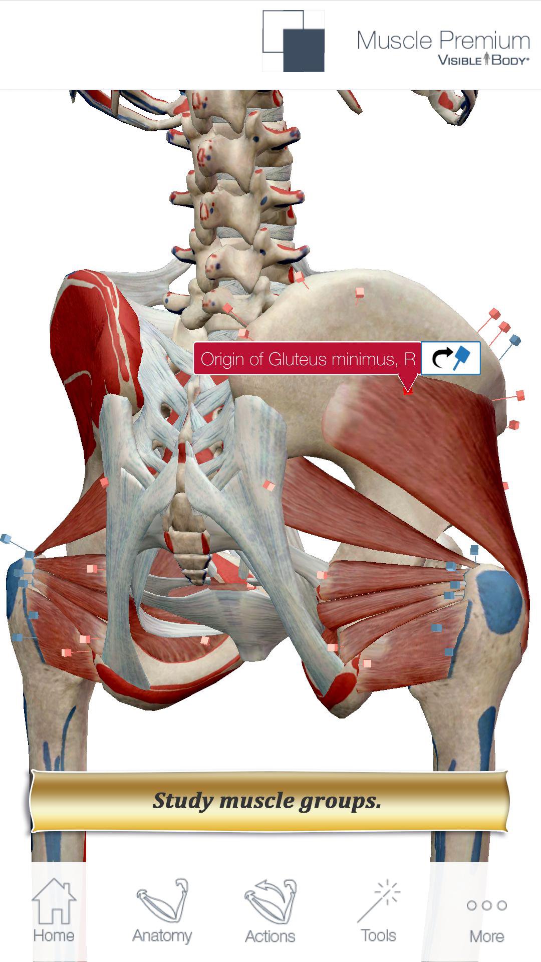 Muscle Premium APK for Android Download