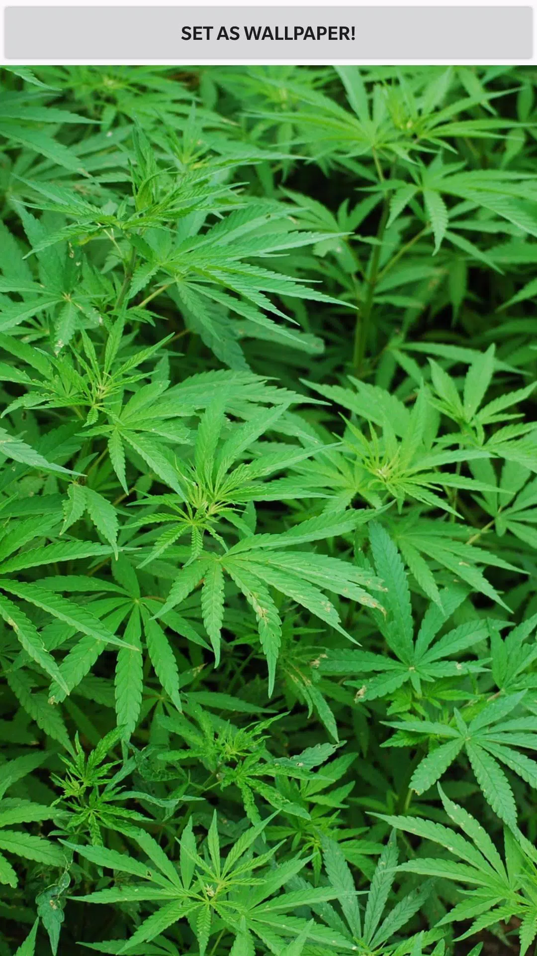 Rolling Blunt Wallpaper