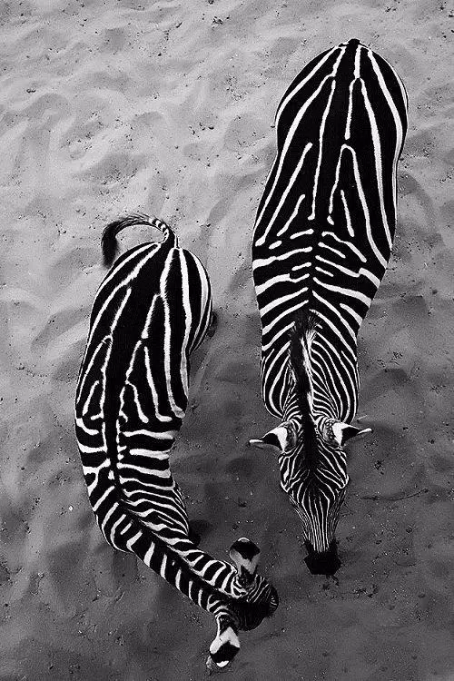 Zebra Wallpaper Tumblr