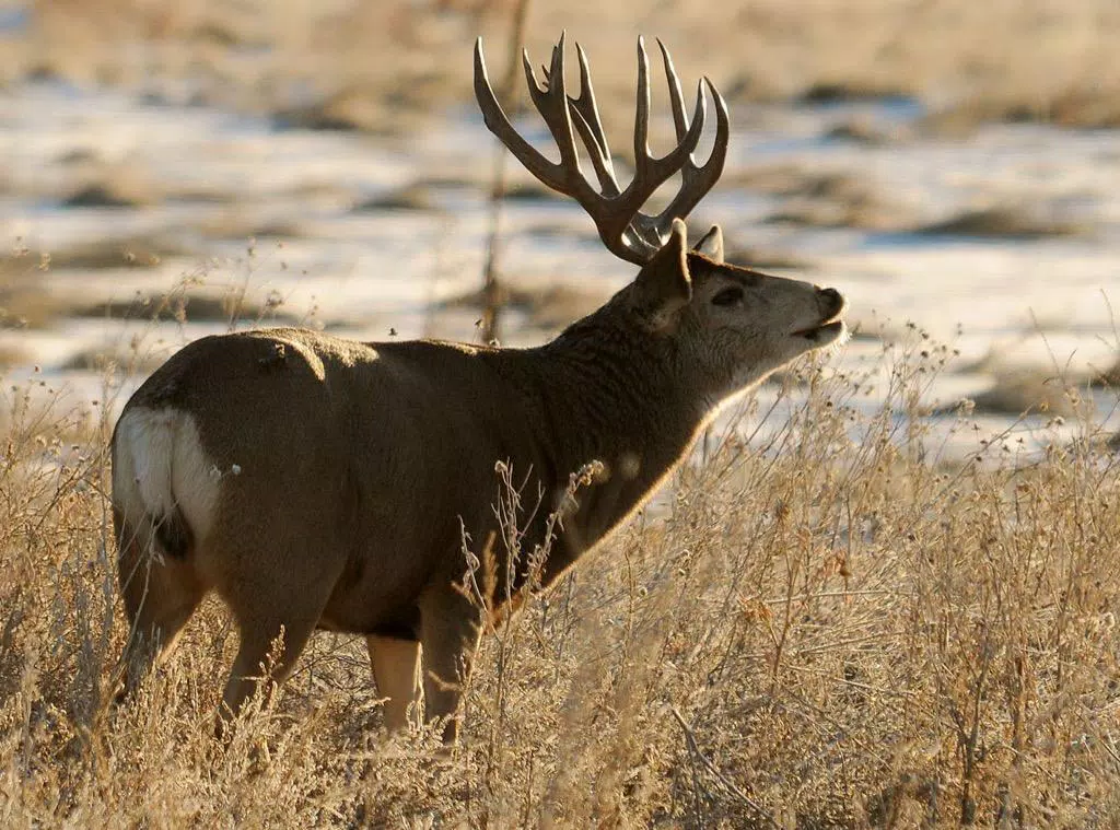 Monster Mule Deer Wallpaper