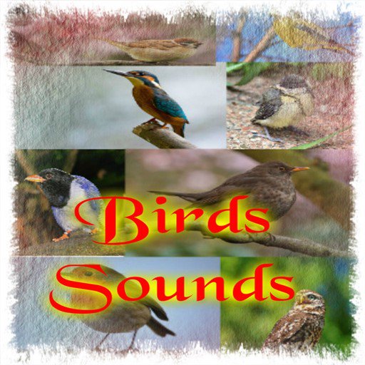 Download Birds Sounds Latest Version 1.1 Android APK File