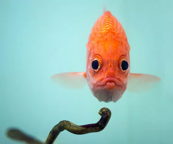 Cool Fish Backgrounds