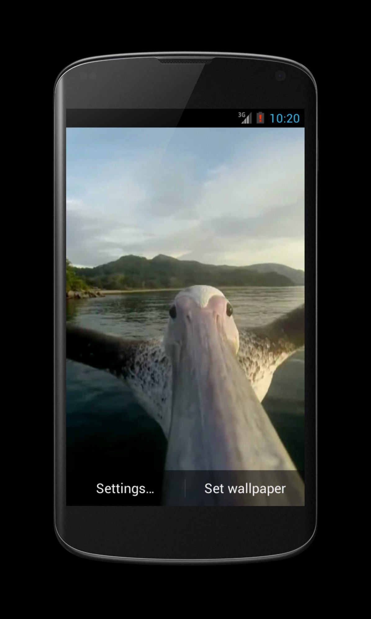 Download Flying Pelican live wallpaper Latest Version 3.0 Android APK File