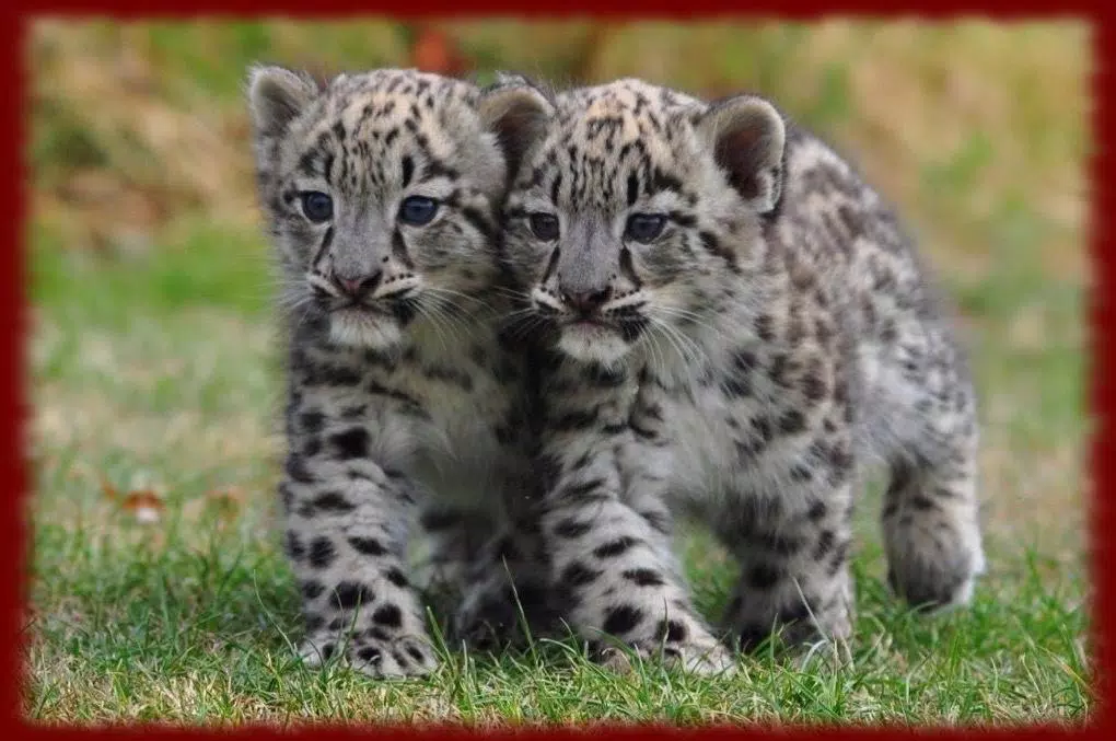 Baby Leopard Wallpaper