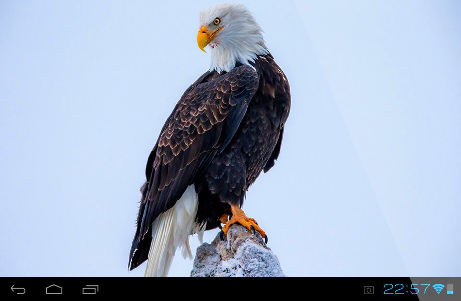 Eagle Live Wallpaper APK for Android Download