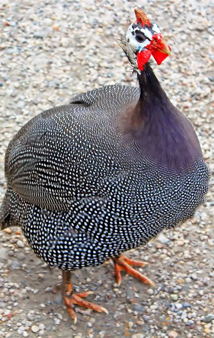 Guinea Fowl Sounds