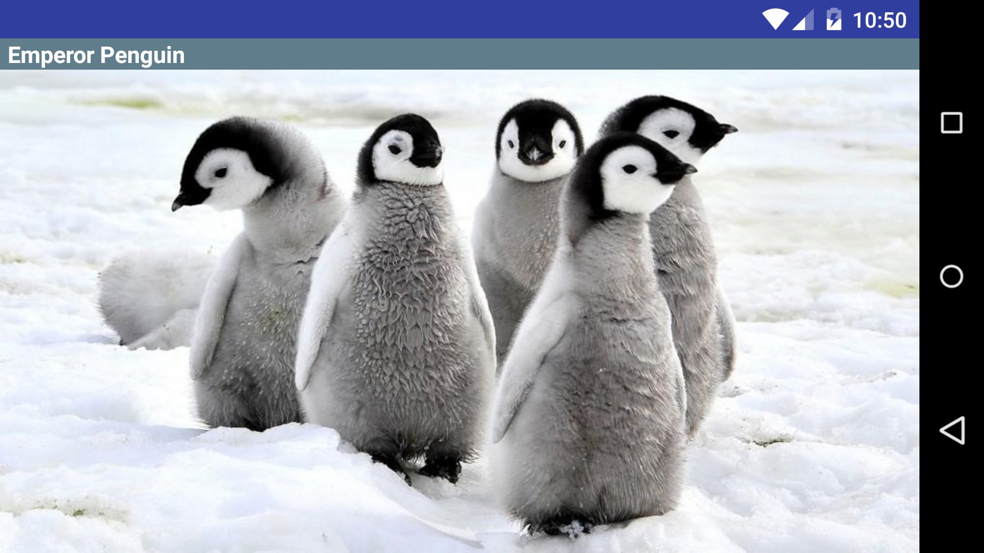 Animal World for Kids APK for Android Download