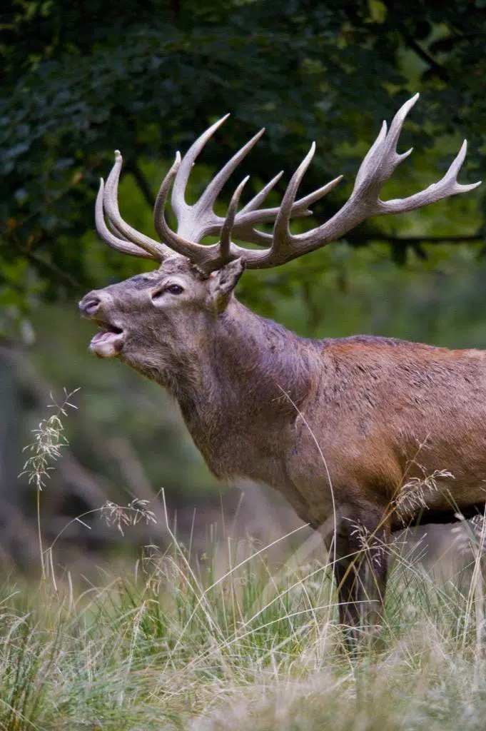 Red Deer Wallpaper
