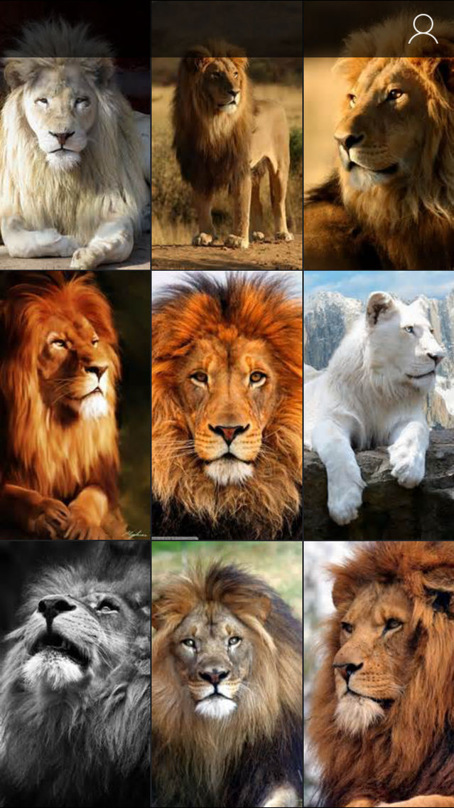 Lion Wallpapers HD - Great Lions Pictures Catalog for iOS (iPhone/iPad ...