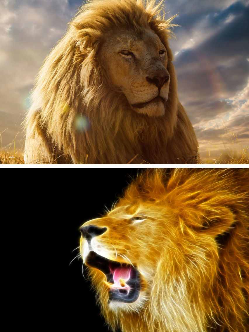 Lion Wallpapers HD - Great Lions Pictures Catalog for iOS (iPhone/iPad ...