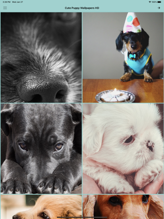 Cute Puppy Wallpapers HD for iOS (iPhone/iPad) - Free Download at AppPure