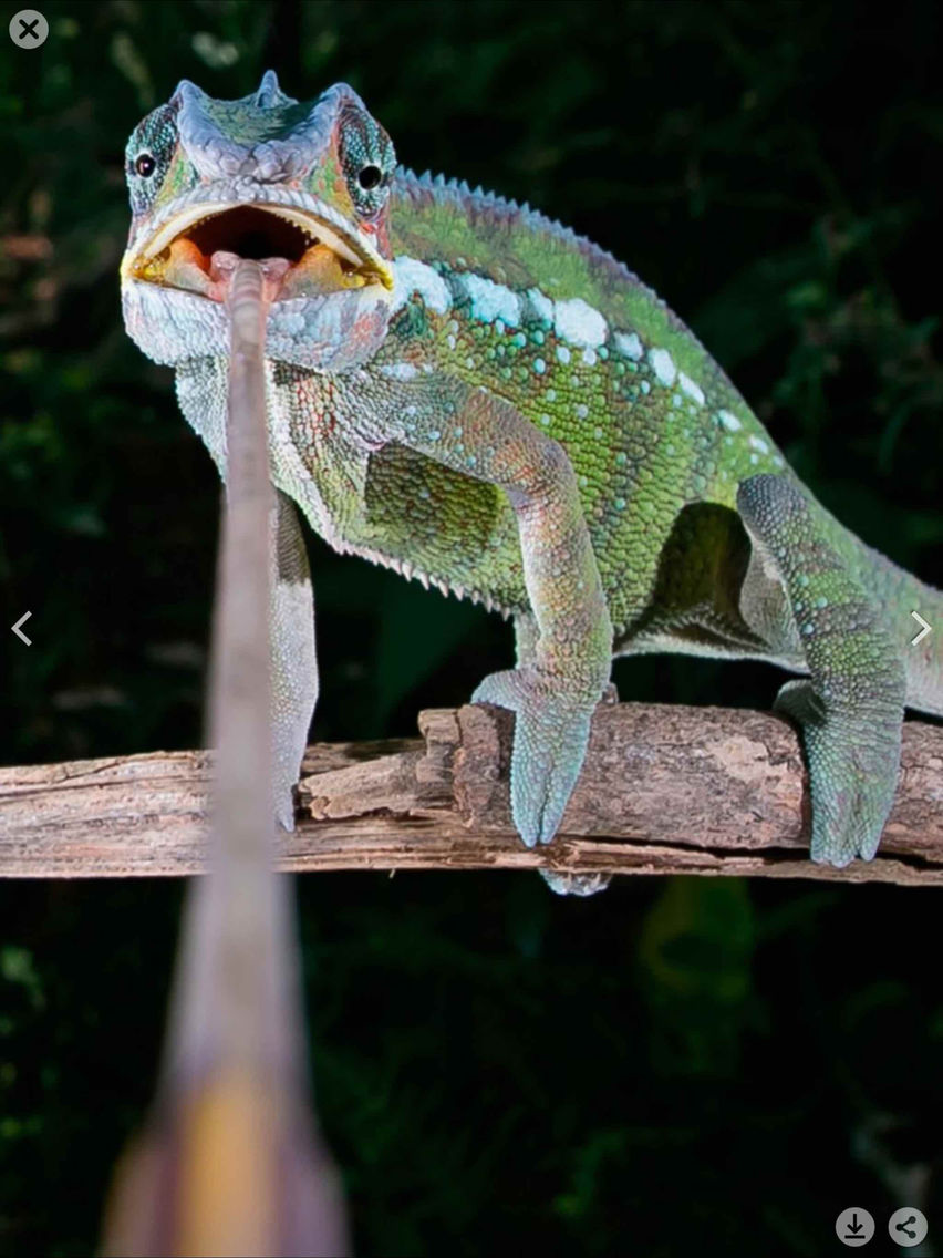 HD Wallpapers for Animals Background & Lock Screen for iOS (iPhone/iPad ...