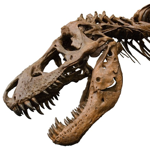 iDinosaur for iOS (iPhone) Latest Version at $1.99 on AppPure