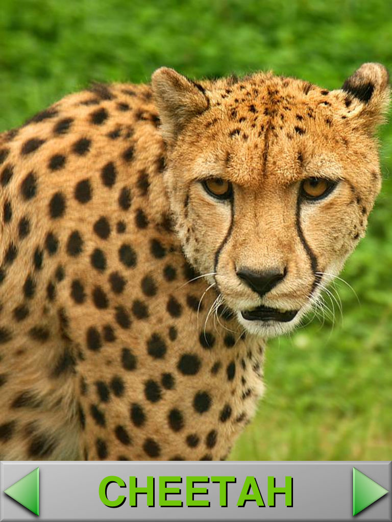 AppPureでiOS (iPhone/iPad)版Explore the Animal Kingdomの 最新バージョン価格は $1.99 です。