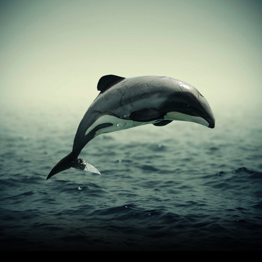 Maui Dolphin for iOS (iPhone) - Free Download at AppPure