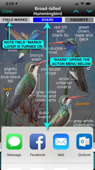 iBird Pro Guide to Birds for iOS (iPhone/iPad) - Free Download at AppPure