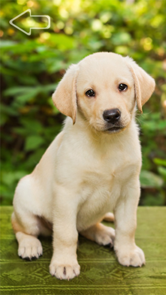 Baby Sound Lite – Touch Flashcards for Toddler and Preschool Children ...