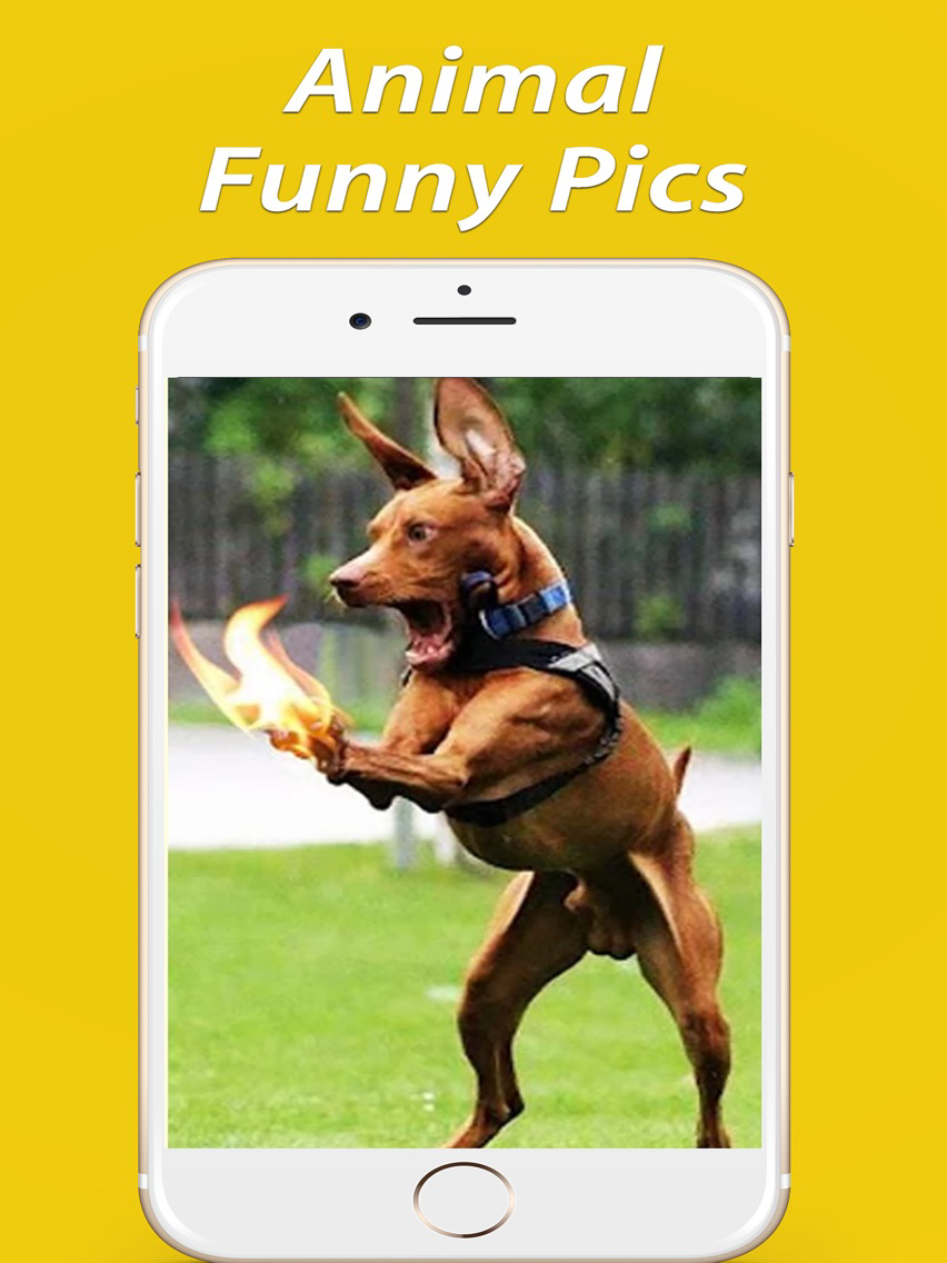 Funny Pics LOL Wallpapers for iOS (iPhone/iPad) - Free Download at AppPure