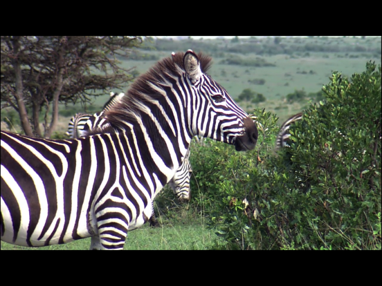 Video Touch - Wild Animals for iOS (iPhone/iPad/iPod touch) Latest ...