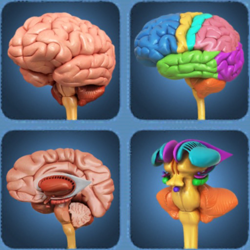 My Brain Anatomy for iOS (iPhone/iPad) Latest Version at $2.99 on AppPure