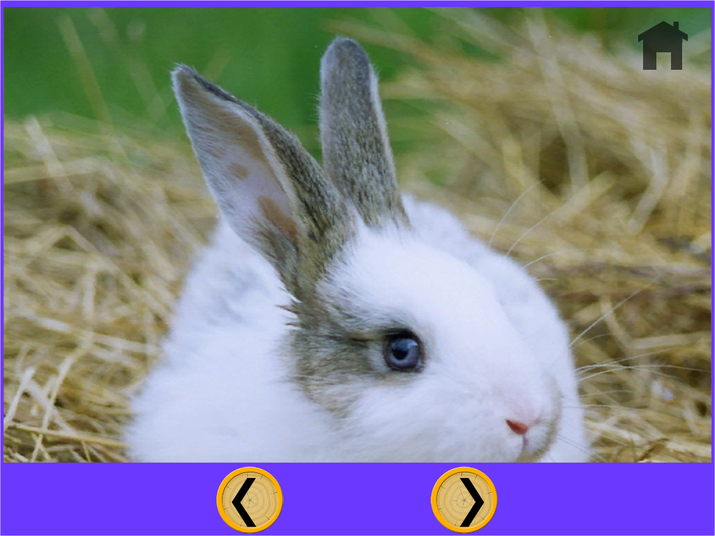 beautiful amazing rabbits for kids free for iOS (iPhone/iPad) - Free ...