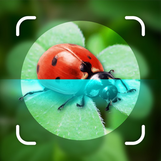 Bug Identifier - Insect for iOS (iPhone/iPad) - Free Download at AppPure
